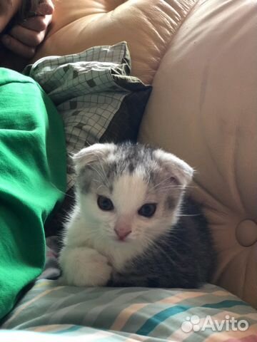 Котёнок вислоухий