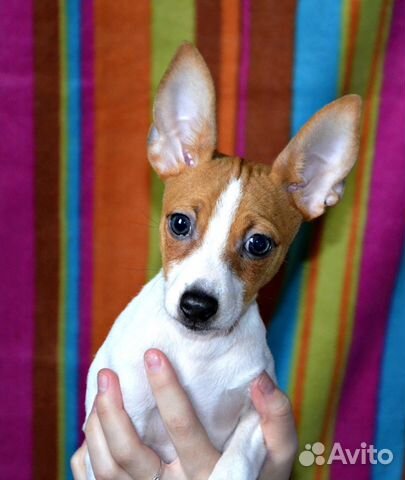 Щенки Той-фокстерьера