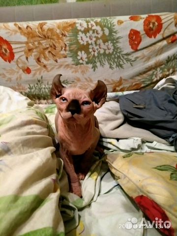 Эльфы котята