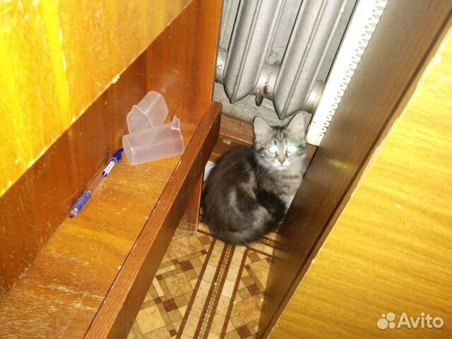 Мышеловная девица (вискас)