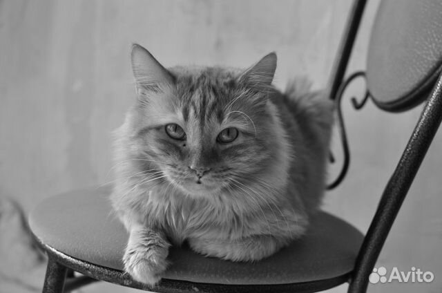 Отдаю роскошного котэ