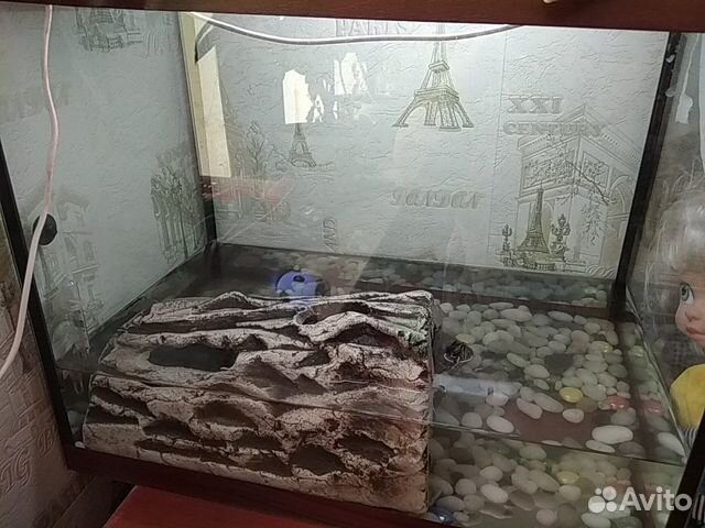 Красноухая черепахи