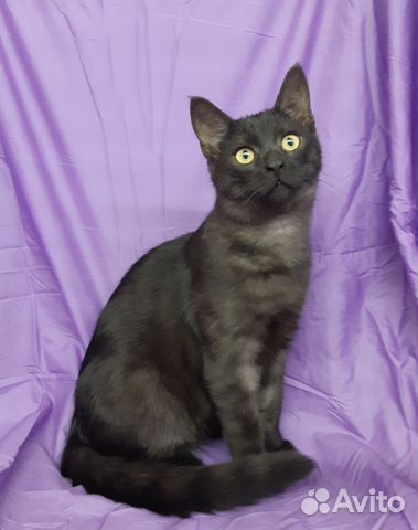 Шиншилловый котик