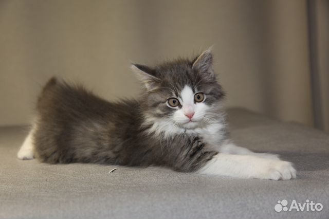 Пушистый котенок непоседа в добрые руки