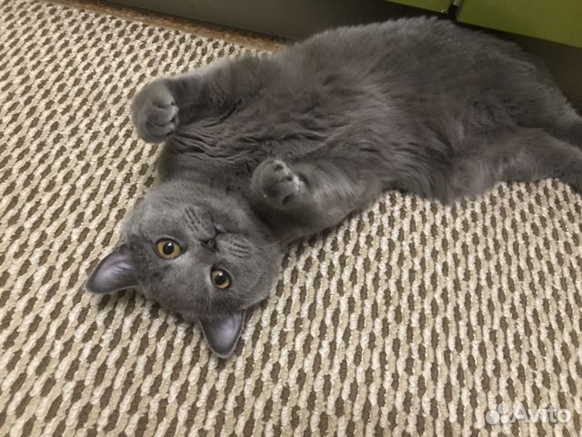 Британский котик