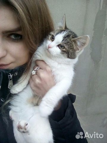 3 котенка ищут дом