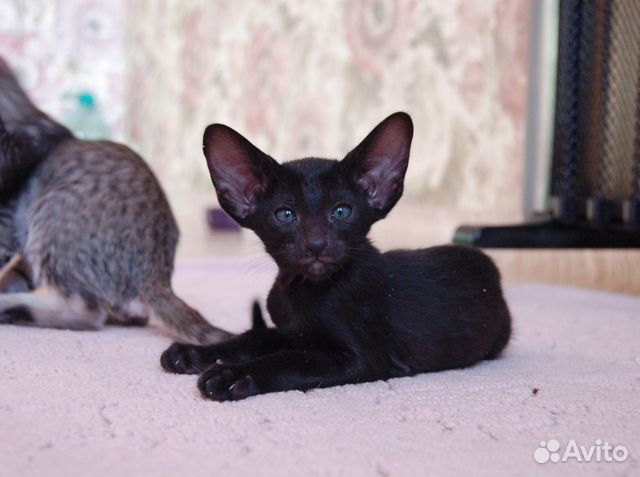 Черный ориентальный котик