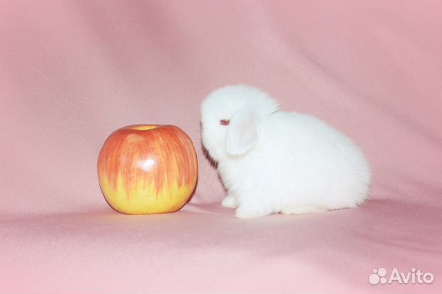 Белые кролики. Декоративные. Питомник. Доставка