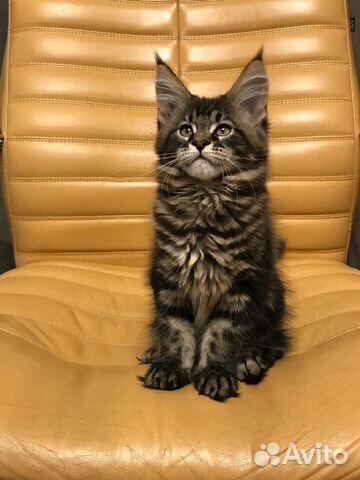 Мейн-кун с пакетом документов под разведение