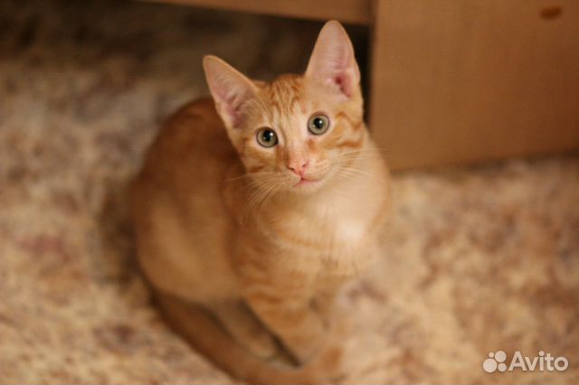 Рыжий мальчишка, 6 месяцев, привитый