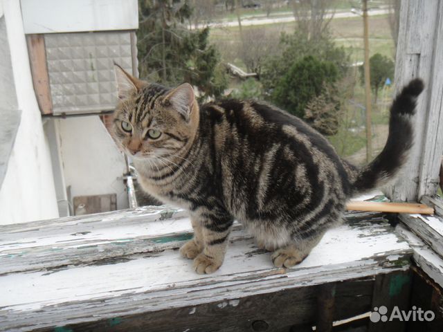 Необычная кошечка окраса "Мраморный Табби"