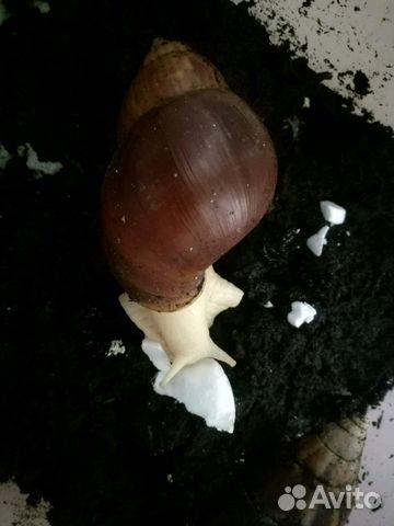 Улитки ахатины