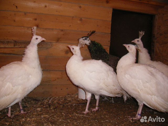 Павлин индийский
