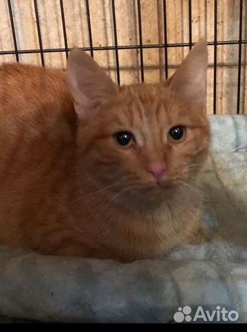 Рыженькая кошка 5 месяцев в добрые руки