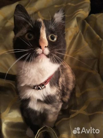 Только в очень хорошие и любящие руки