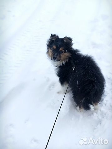 Похож на шелти