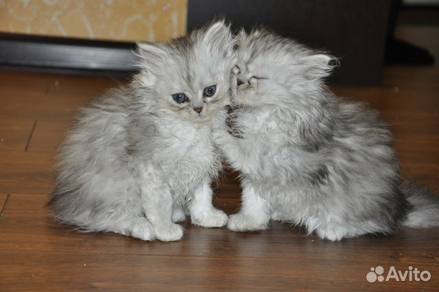 Котята-персы - самые ласковые и любящие