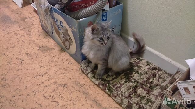 Ищу заботливых Родителей