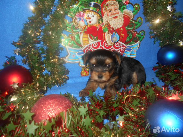 Новогодние мальчишки, пушистые штанишки