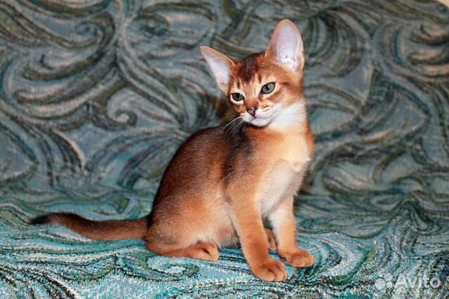 Абиссинские очаровашки