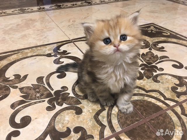 Котятки мрамор на золоте