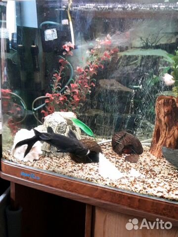 Крупные сомы-перевертыши