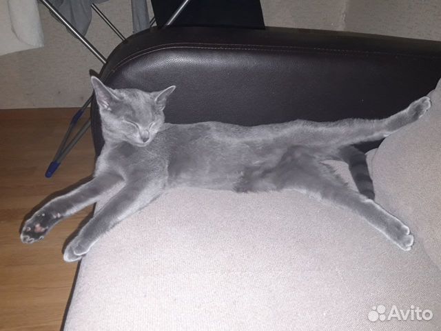 Отлам кота в хорошие руки