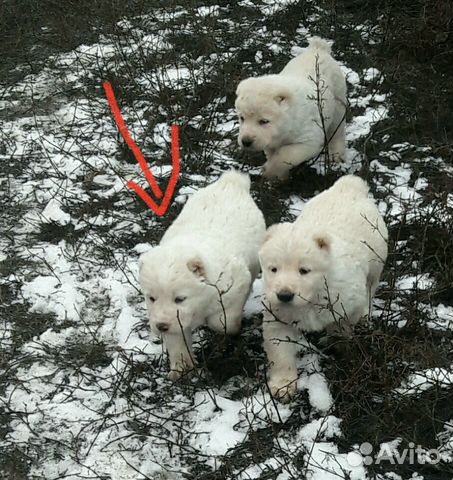 Среднеазиатская овчарка