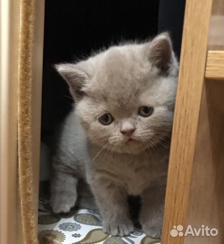 Британские чистокровные котята