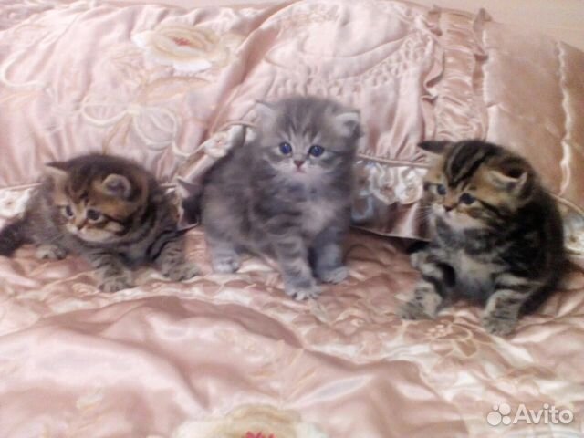 Британские котята