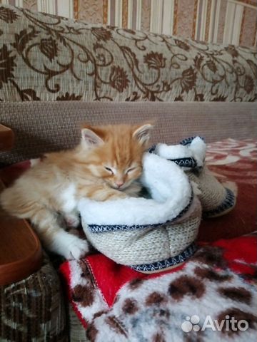 Котята продам