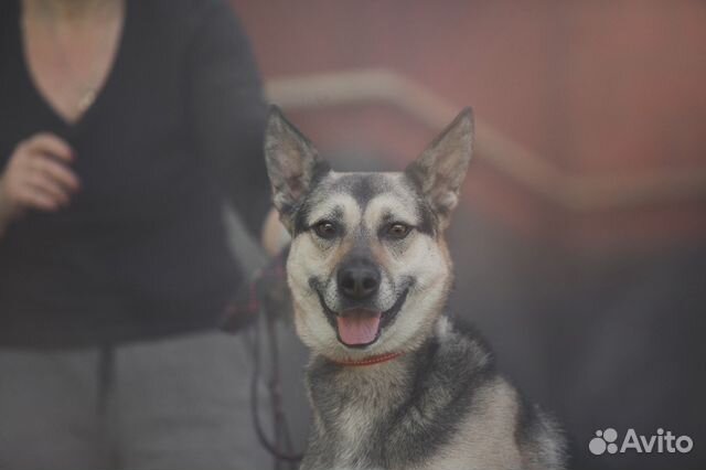 Дина, метис овчарки, в дар