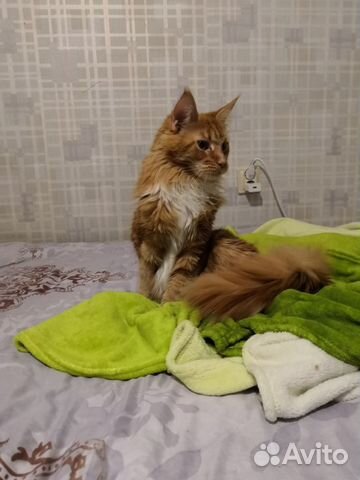 Кошка в разведение Шоу класса