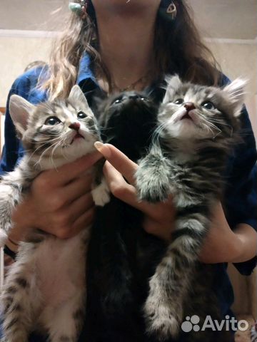 Котята
