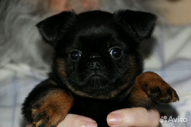 Щенок малого брабансона