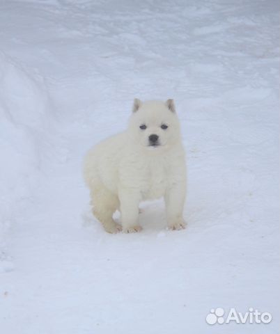 Хаски белоснежные к праздникам детишкам