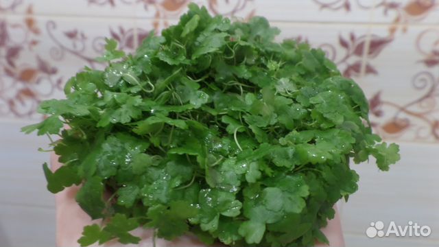 Гидрокотила трипартита