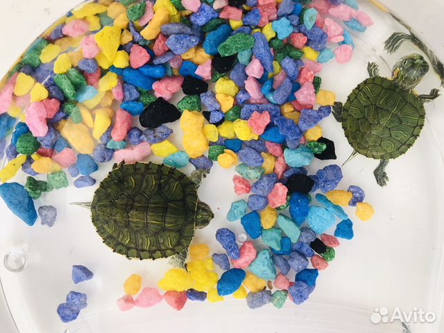 Красноухие черепахи с оборудованием и аквариумом