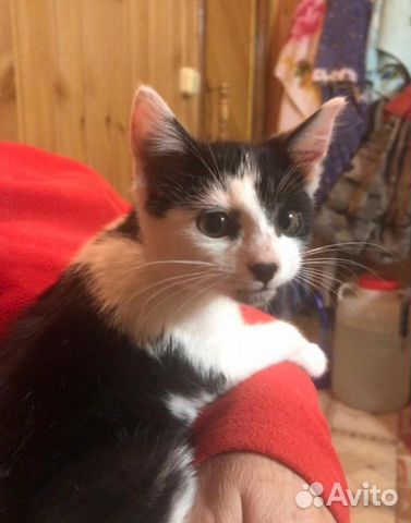 Плюшевый, очень хороший котенок Жулик