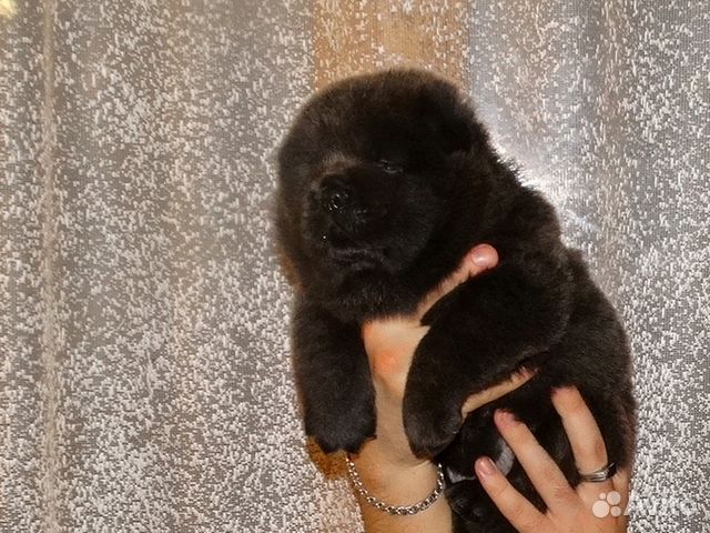 Чау-детки