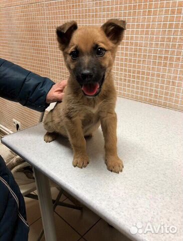 Щенок бесплатно