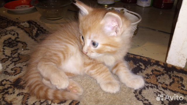 Рыжий кот (д.р. 30.11.18)