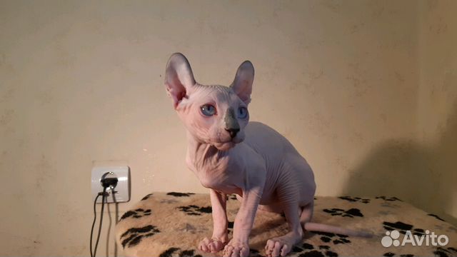 Котята эльфята