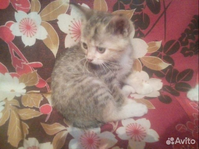 SOS, котята-инвалиды ждут помощи