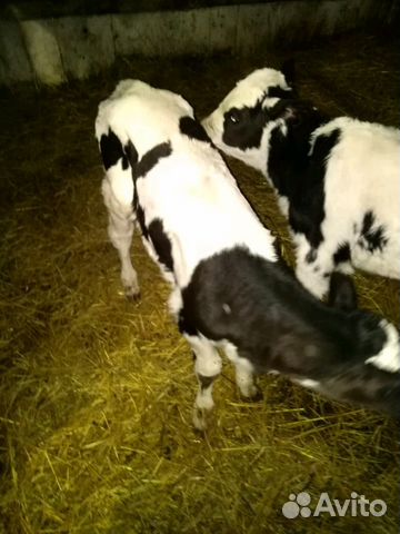 Продаются бычки и телята