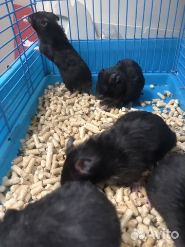 Сирийский хомяк цветной