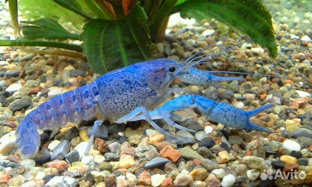 Голубой кубинский рак