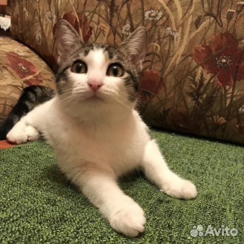 Шкода- котёнок 7 месяцев