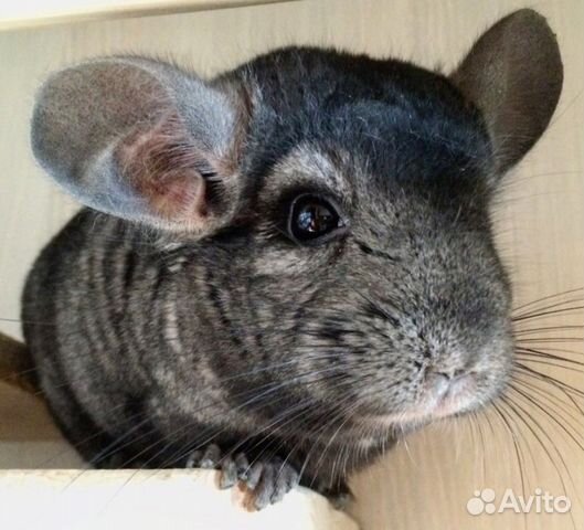 Продам шиншилл, отдам свинок и комнатных собачек