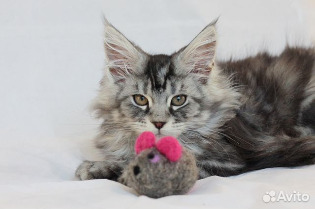 Котята породы мейн-кун